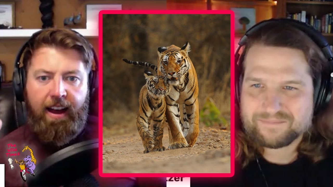 Tiger Population Is On The Rise | The Wild Times Podcast