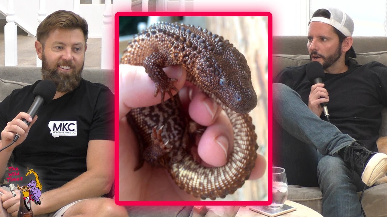 This Is The Weirdest Lizard You've Ever Seen | The Wild Times Podcast